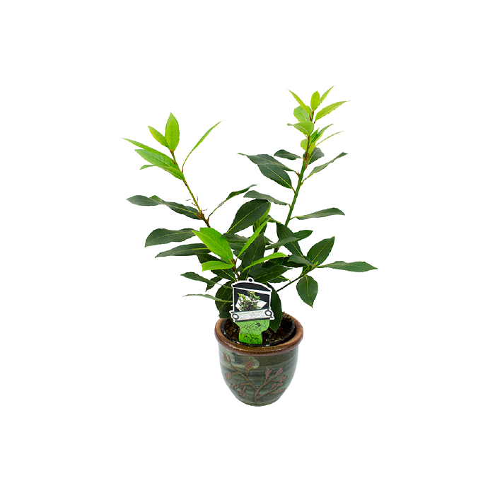 Dafin - Laurus Nobilis - Flori Art | First Event Dafin - Laurus Nobilis - Flori Art | First Event