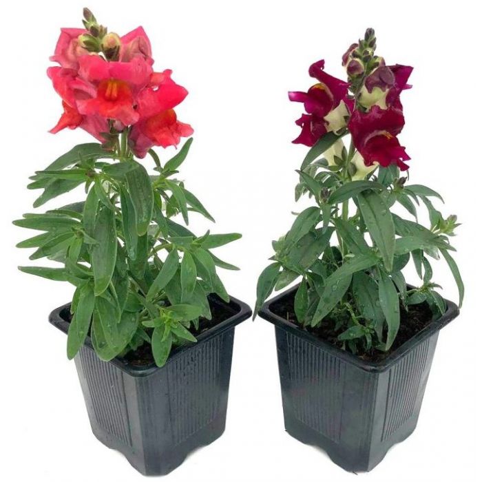 Gura Leului - Antirrhinum Majus - Flori Art | First Event