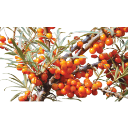 Catina alba - Hippophae Rhamnoides - Flori Art | First Event