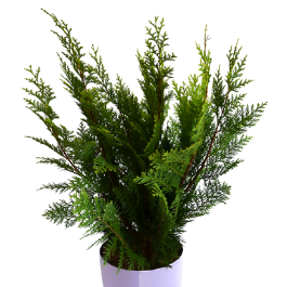 Chiparos Japonez - Chamaecyparis Lawsoniana - Flori Art | First Event