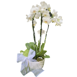 Orhideea Phalaenopsis - Flori Art | First Event